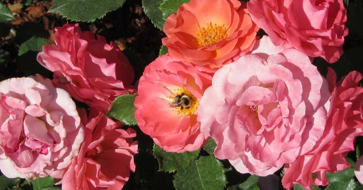 The TLC of Roses at IHRC | Faith Magazine