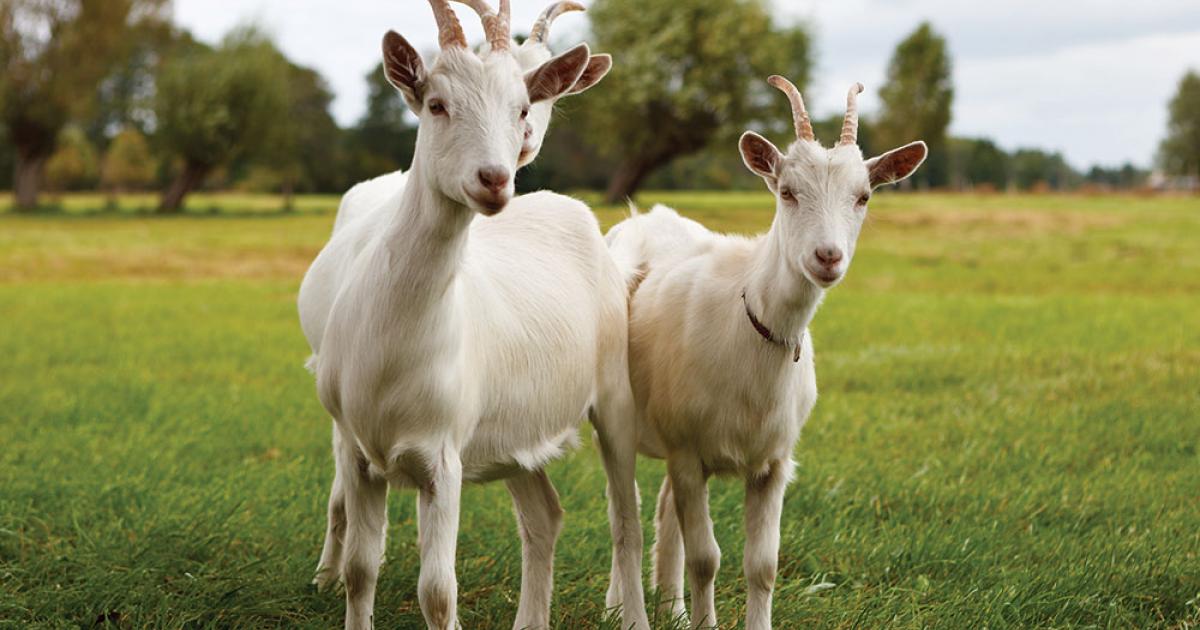 The GOAT | Faith Magazine